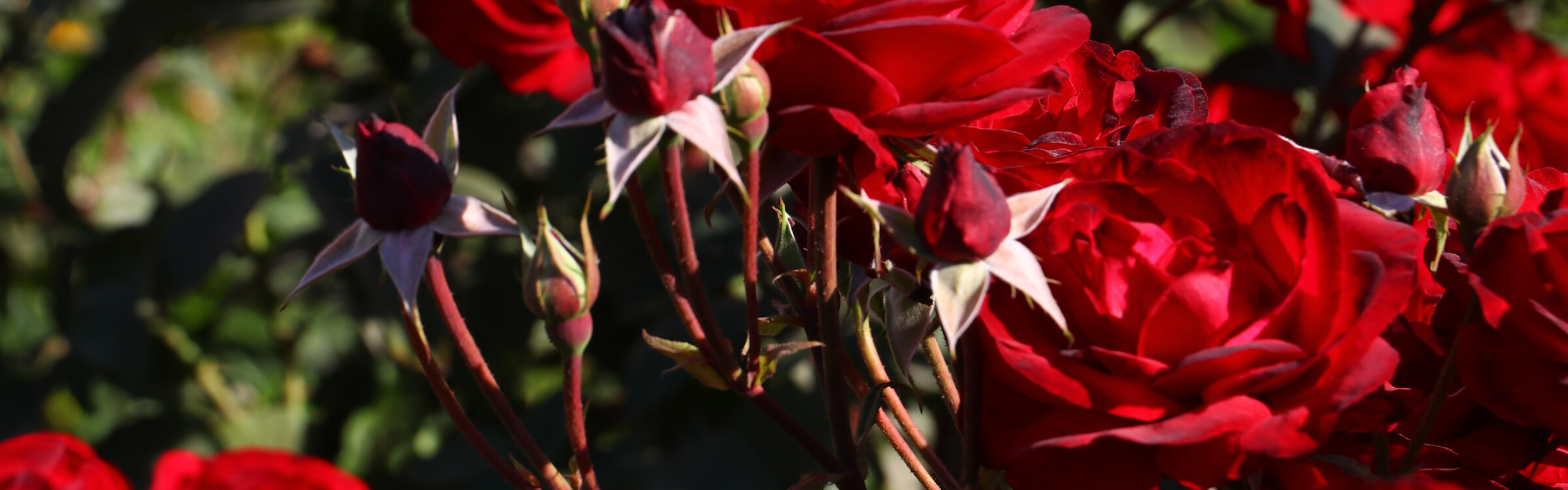 Sakla Landscaping Complete Gardening Solution
